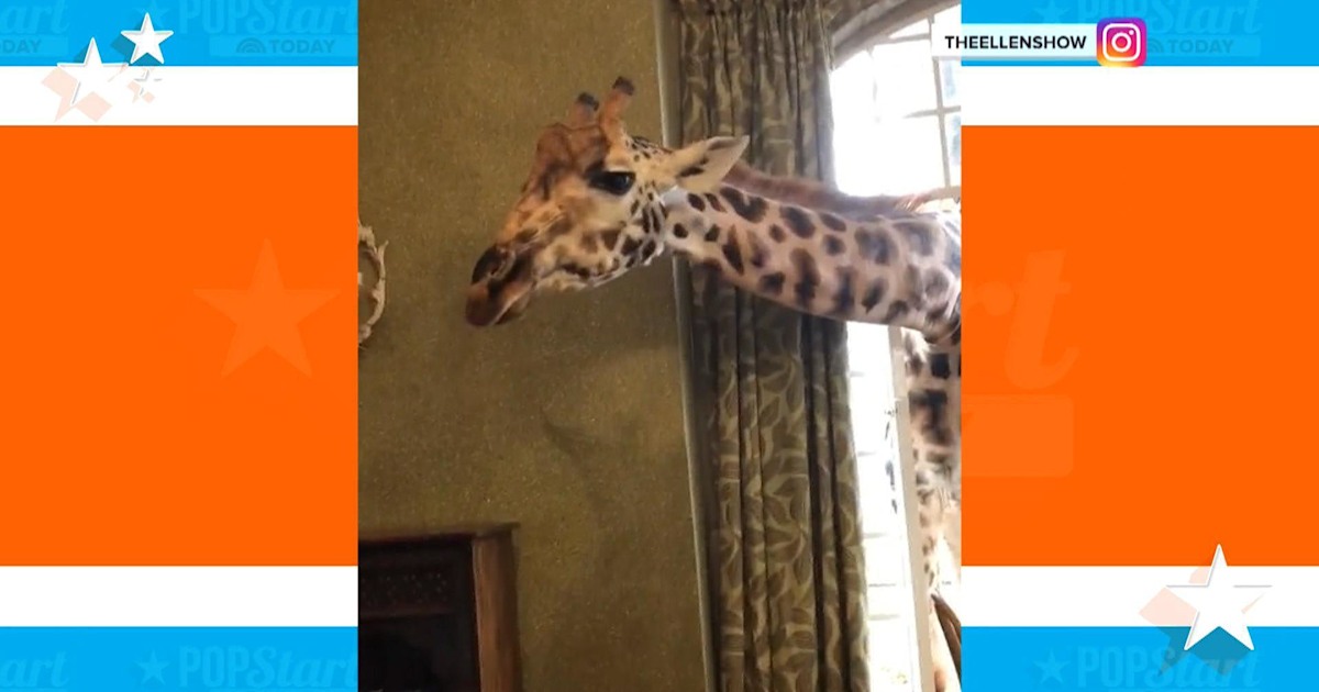 Ellen DeGeneres and Portia de Rossi vacation with giraffes