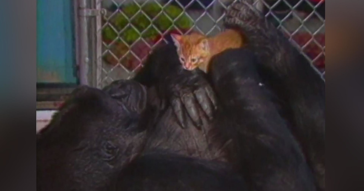 Koko the gorilla cuddles cat friend in 1985