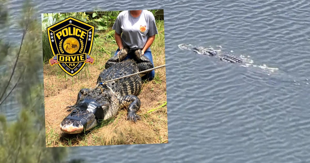 Alligator kills woman as she walks her dogs