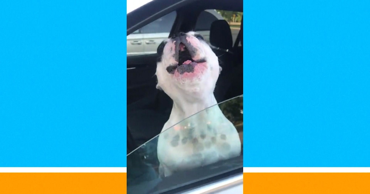 The singing French bulldog, Walter