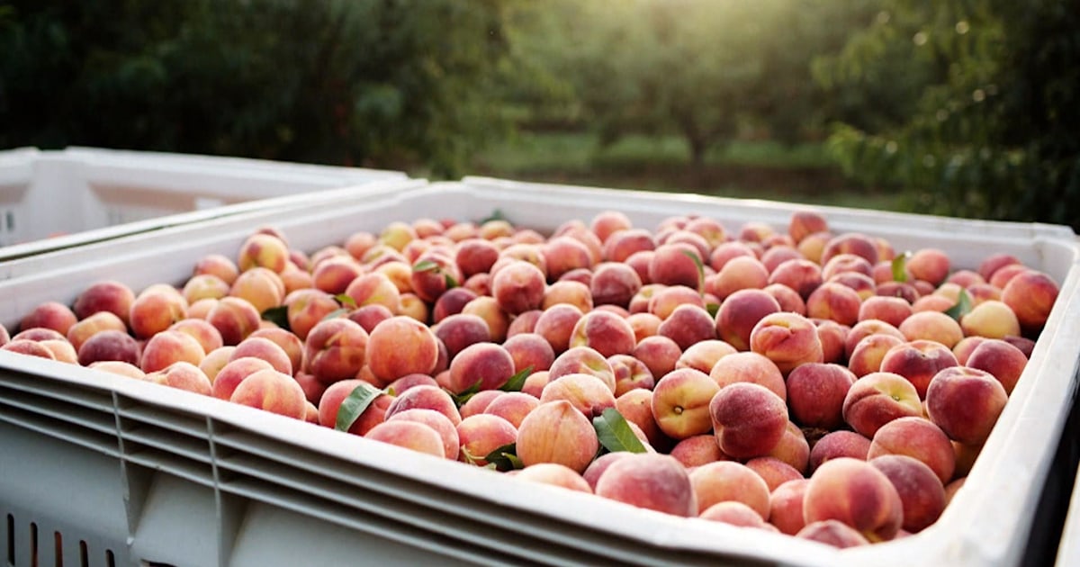 Peach Truck founders bringing taste of Georgia across state lines