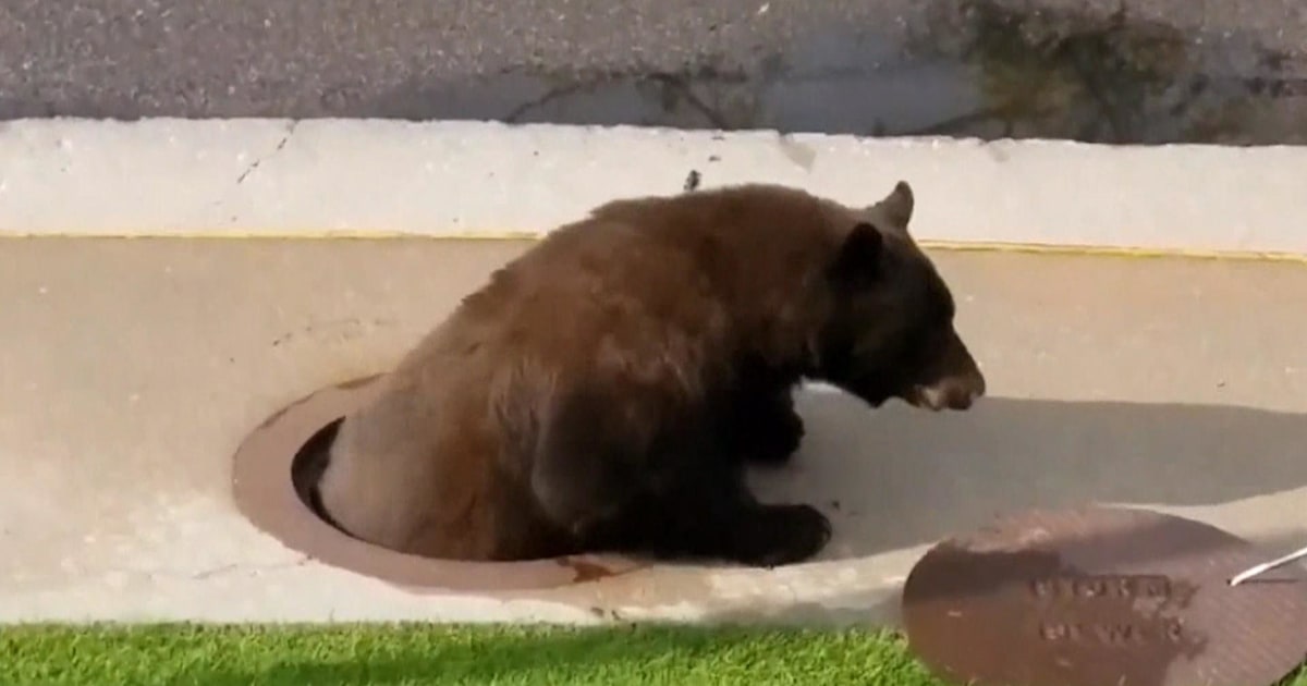 Colorado officers help save bear from manhole