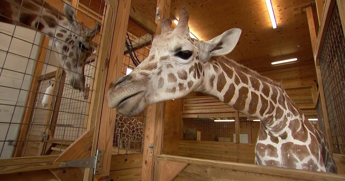April the Giraffe is pregnant again!