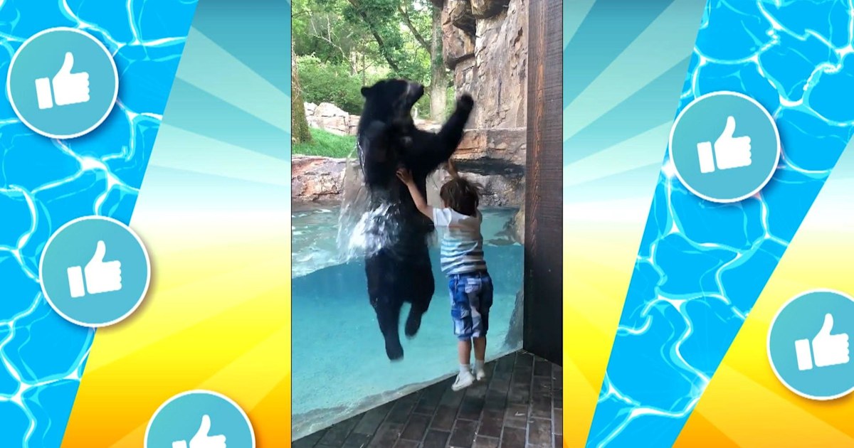 Watch the best viral videos to hit the internet this summer