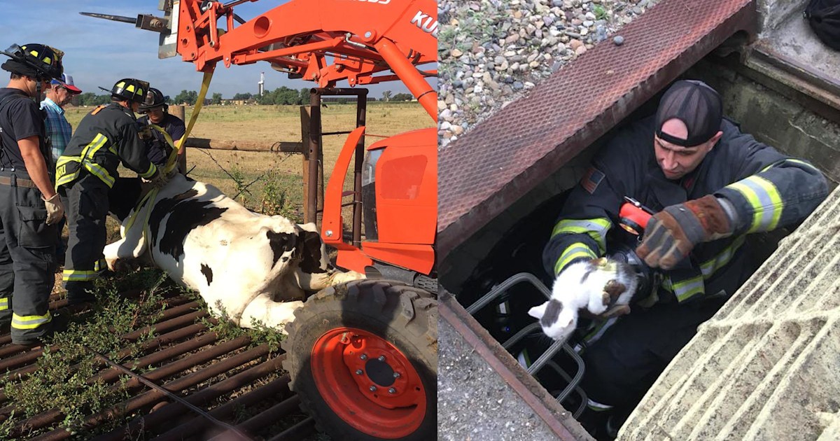 8 striking animal rescues that are truly incredible to watch