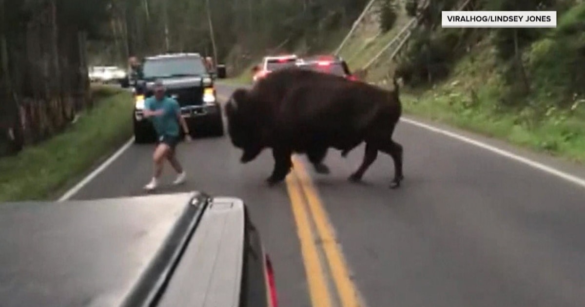 Man caught taunting bison has been arrested Man caught taunting bison has been arrested