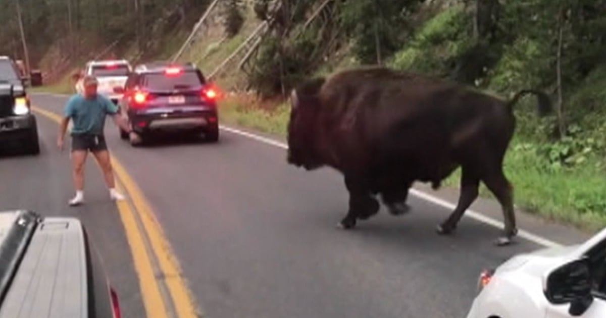 Footage shows man taunting bison at Yellowstone National Park