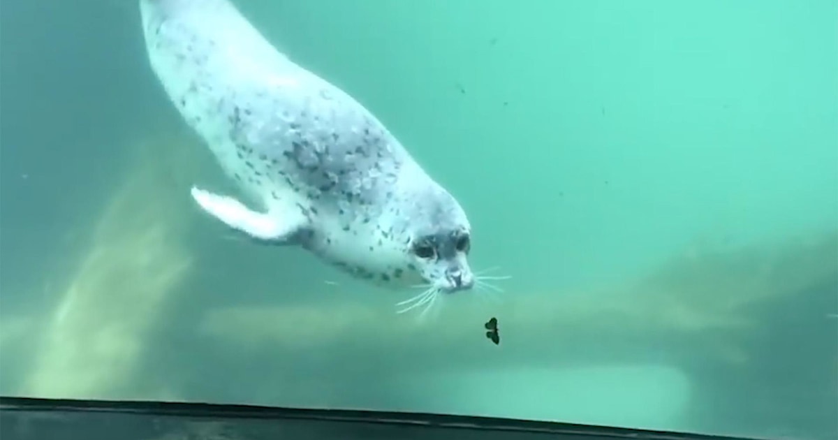This seal encountering a beautiful butterfly is the sweetest thing you ...