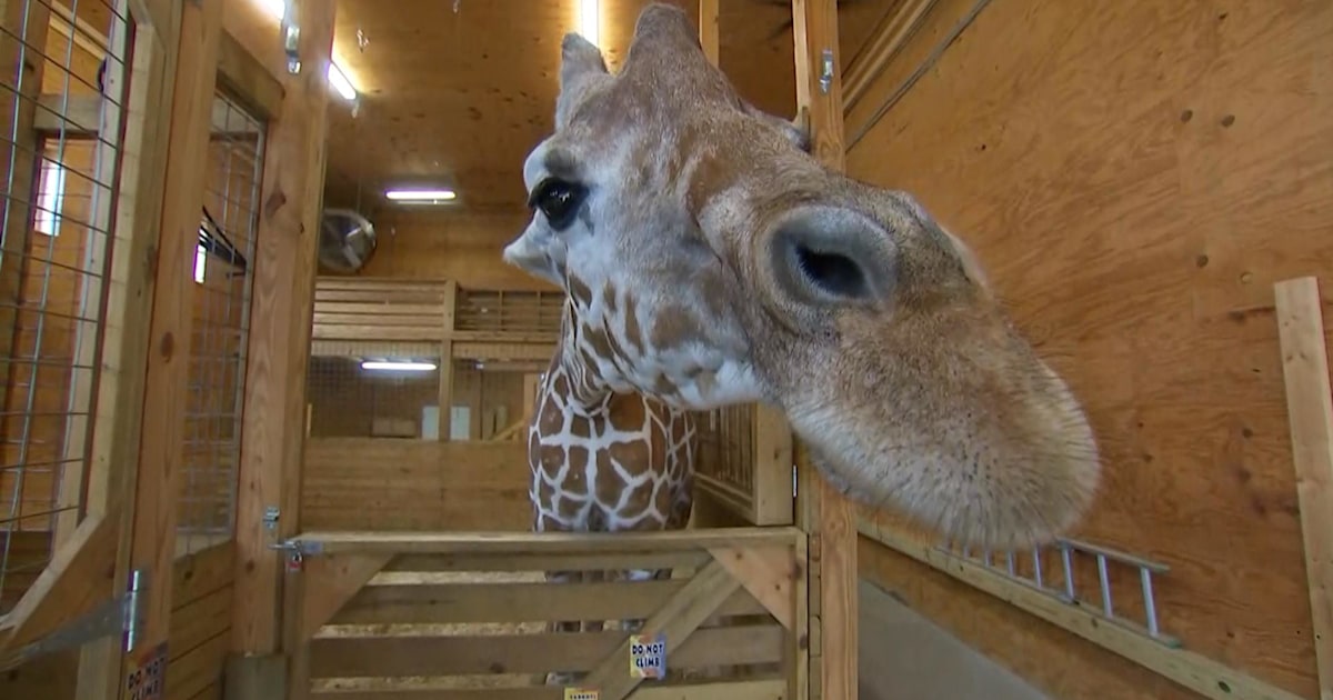 April the Giraffe has a due date!