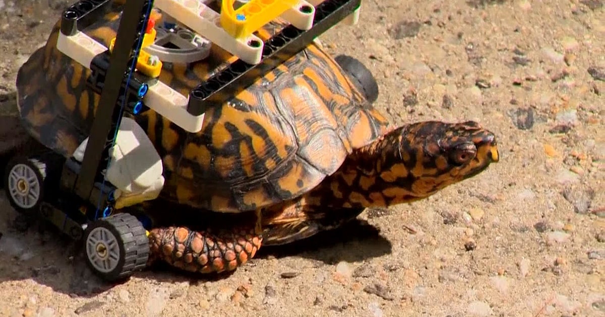 Lego wheelchair is helping injured turtle heal