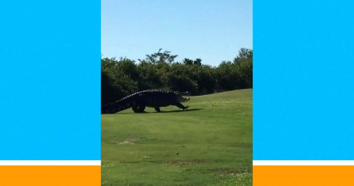 Giant gator named Chubbs returns to golf course