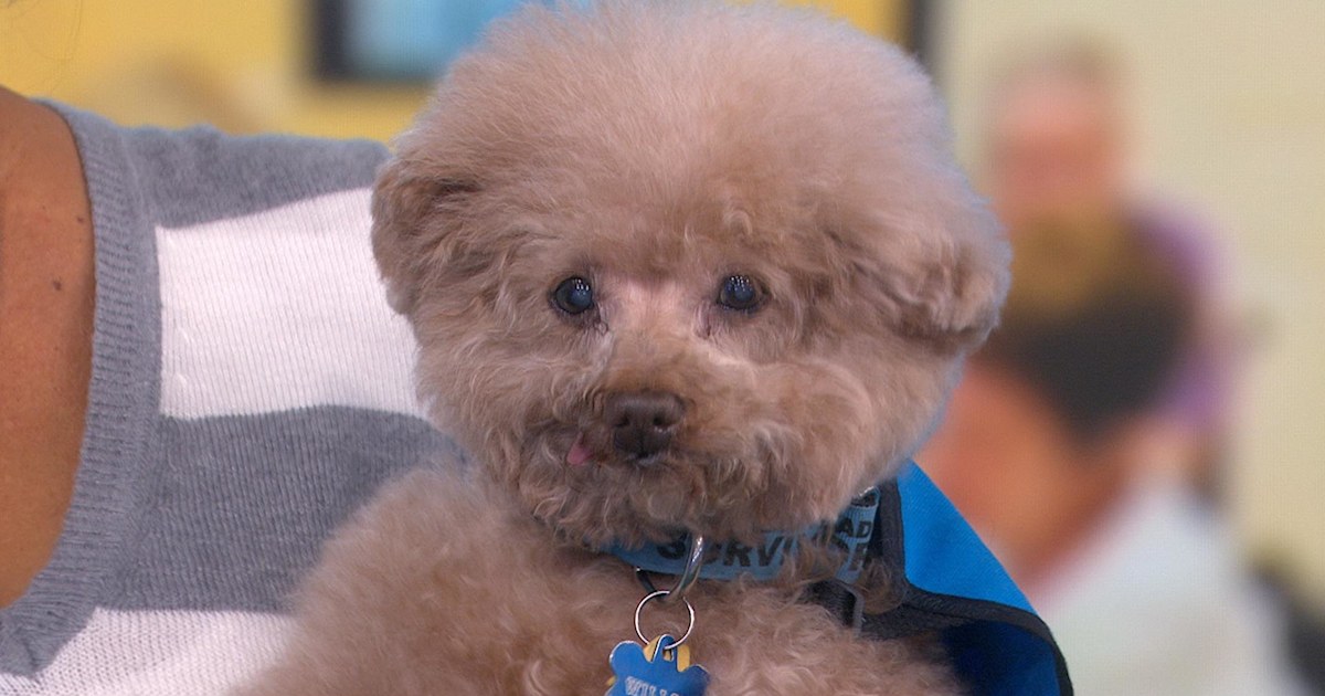 Hero Dog Awards: Meet some of the heroic finalists defying the odds