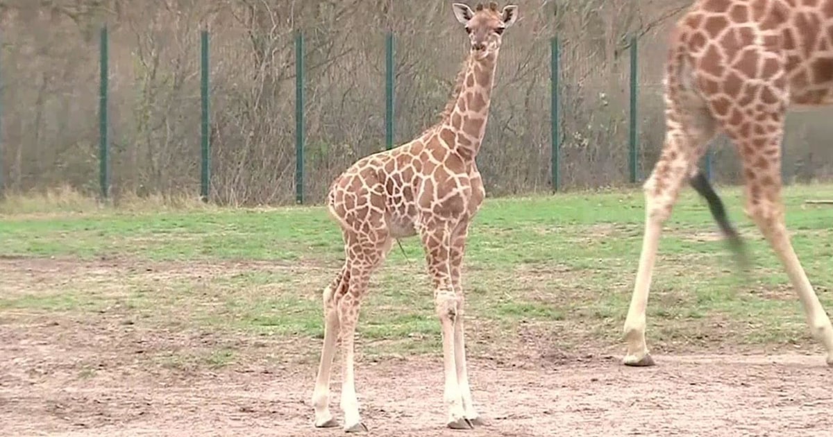 2-week-old giraffe shows off terrific running skills