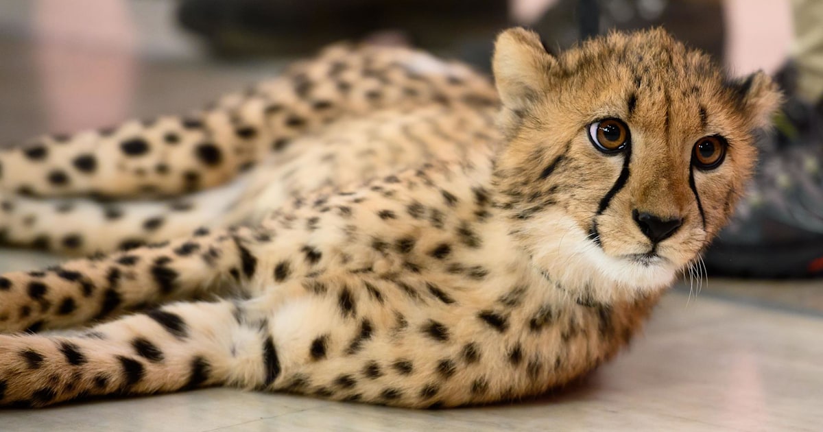 It’s Almost Big Cat Weekend on Nat Geo Wild! Expert Boone Smith joins TODAY