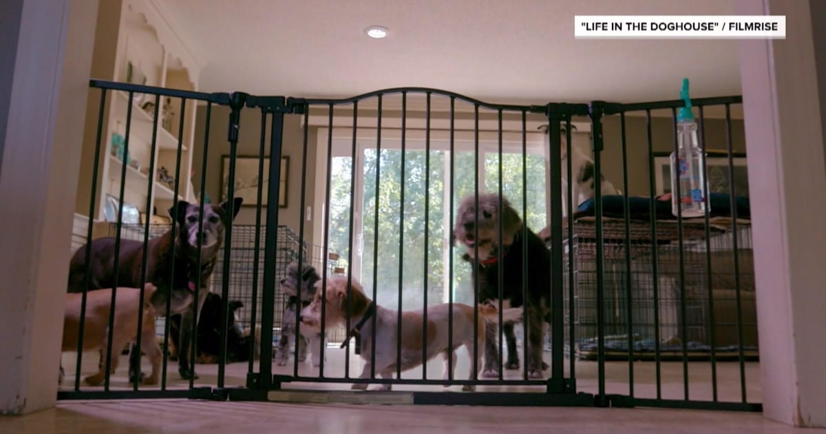 Meet the pair who saved 11,000 dogs by turning their home into a shelter