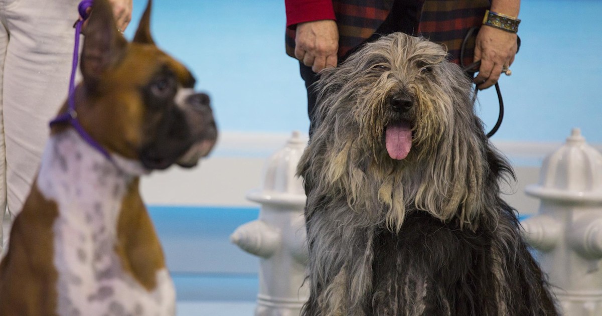 Meet a few adorable pups from the National Dog Show!