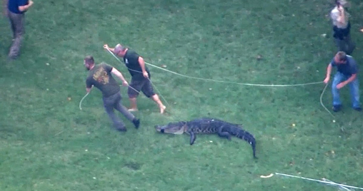 Alligator attacks elderly man in Florida