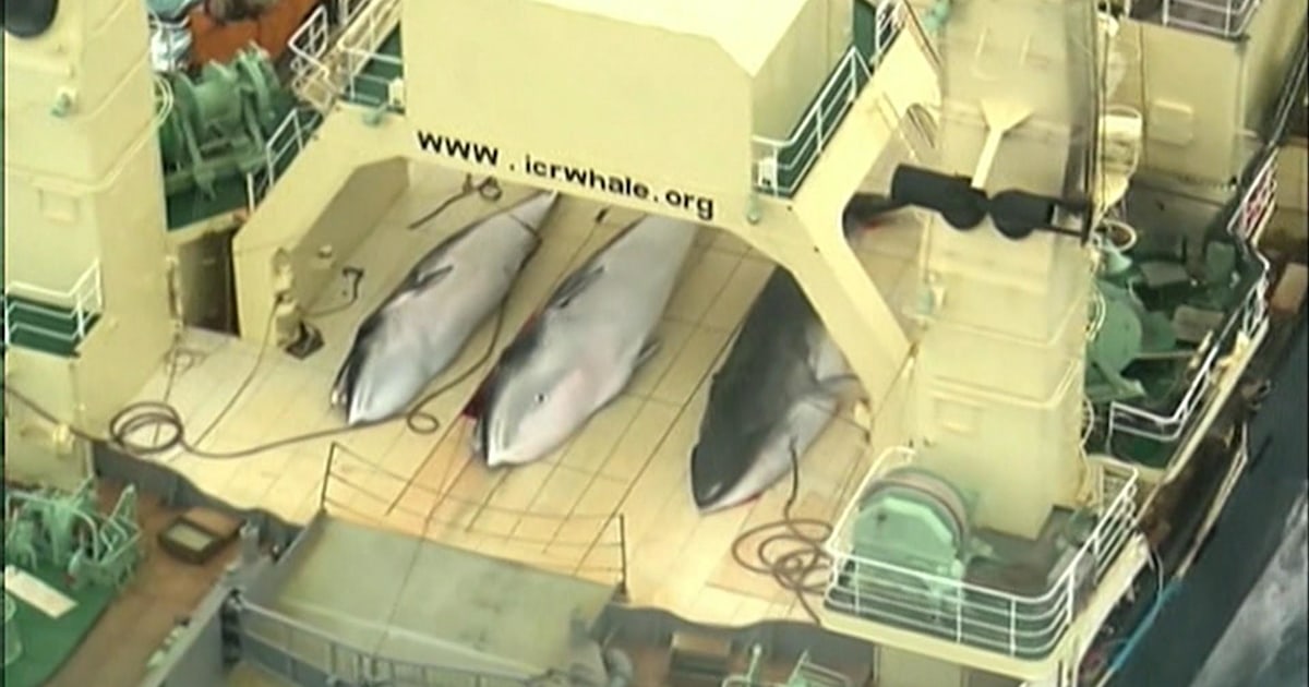Japan to resume commercial whaling
