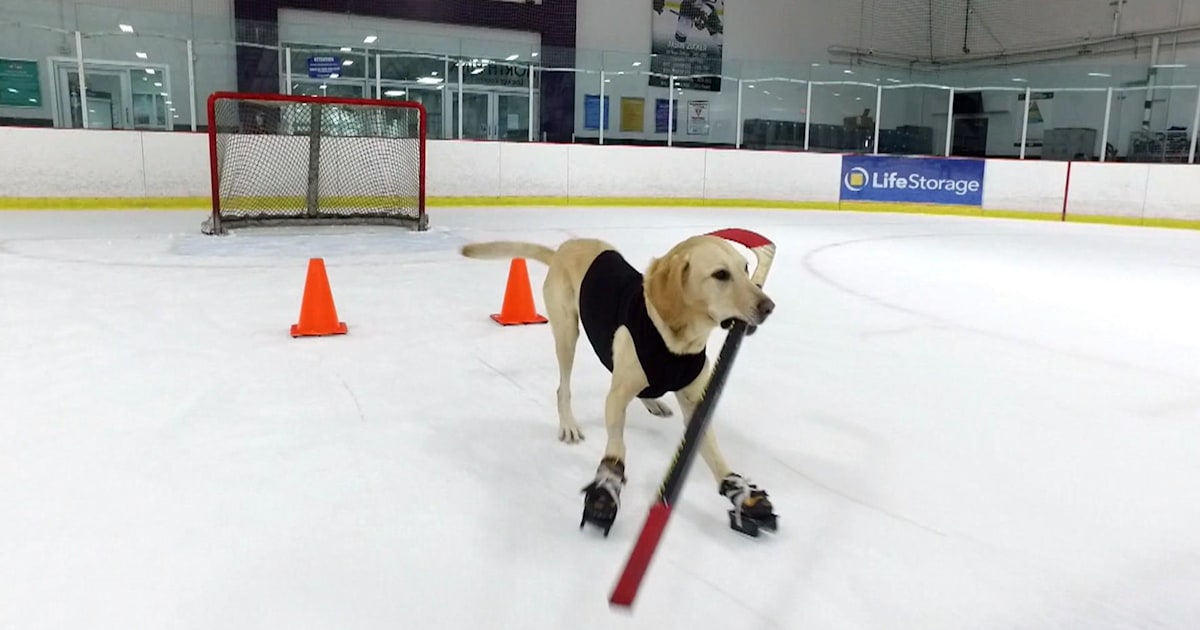 chubby skating dog