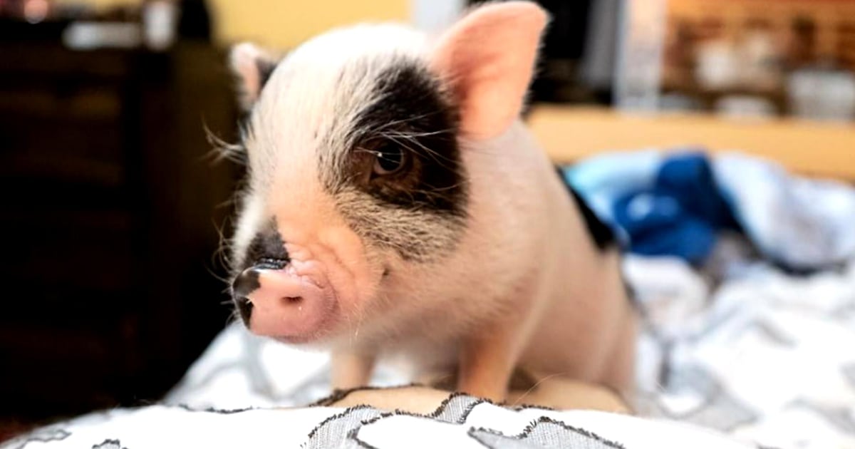 Woman adopts adorable 6-month-old pig in heartwarming story