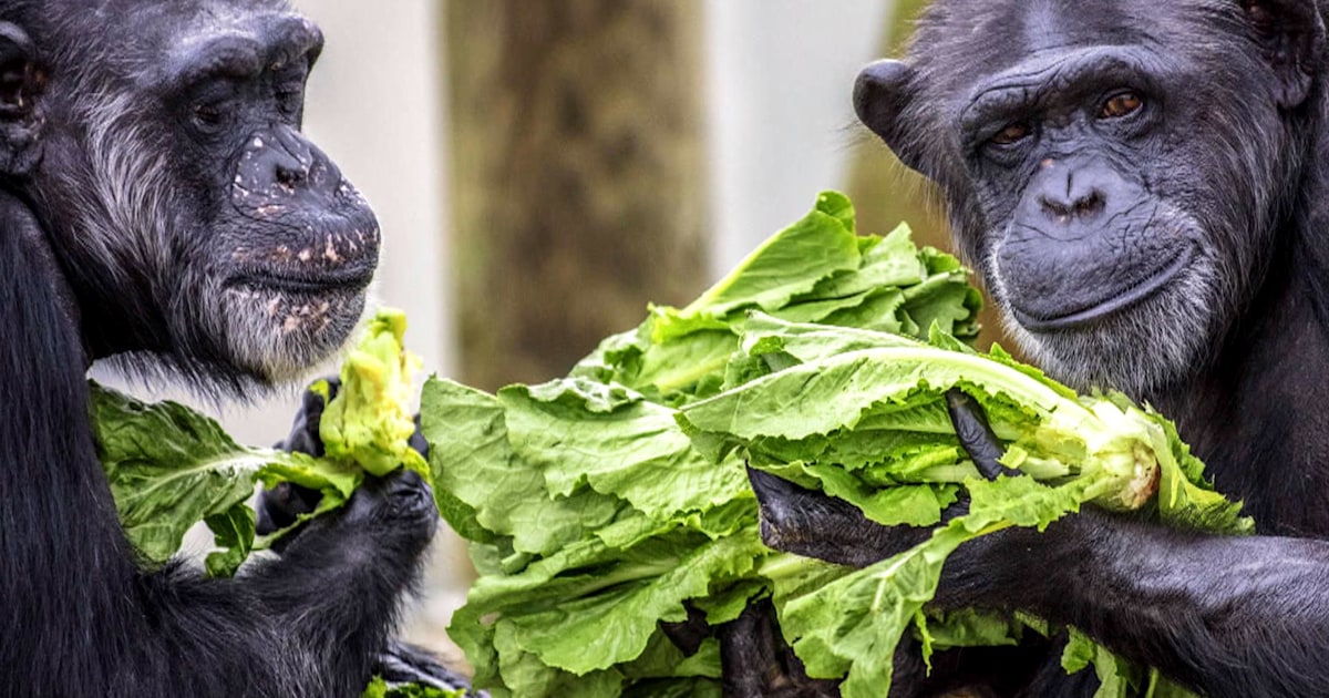 These retired research chimps find new home at Louisiana sanctuary