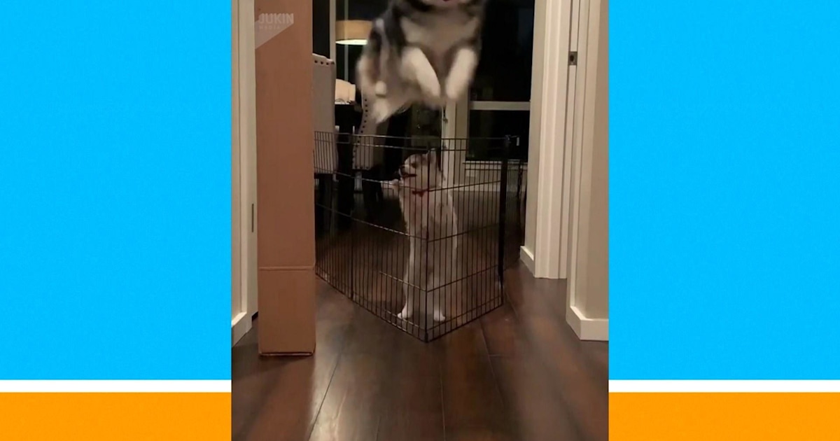 Puppy struggling to jump over gate is upstaged by bigger dog