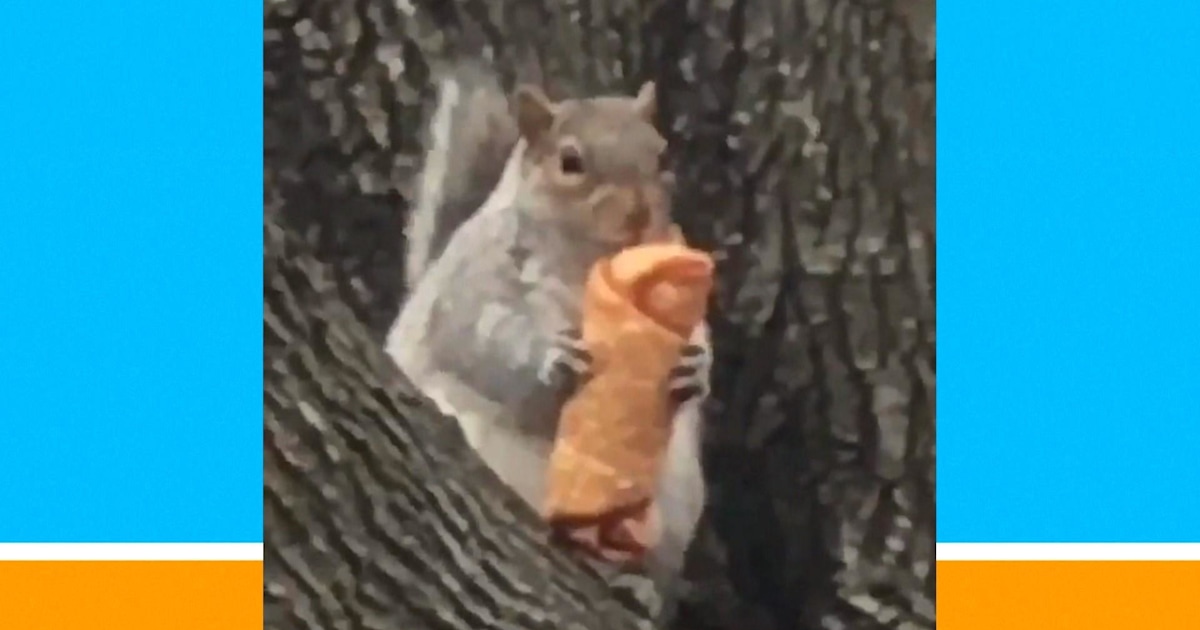Internet can’t stop watching this squirrel enjoying an egg roll