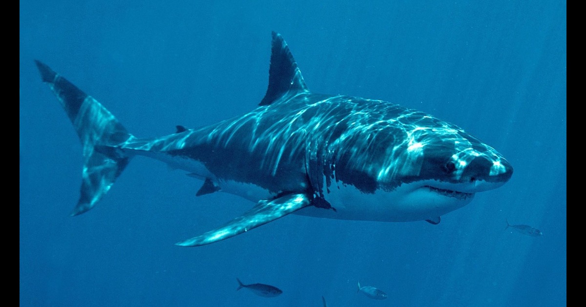 Could shark DNA hold the cure for cancer?