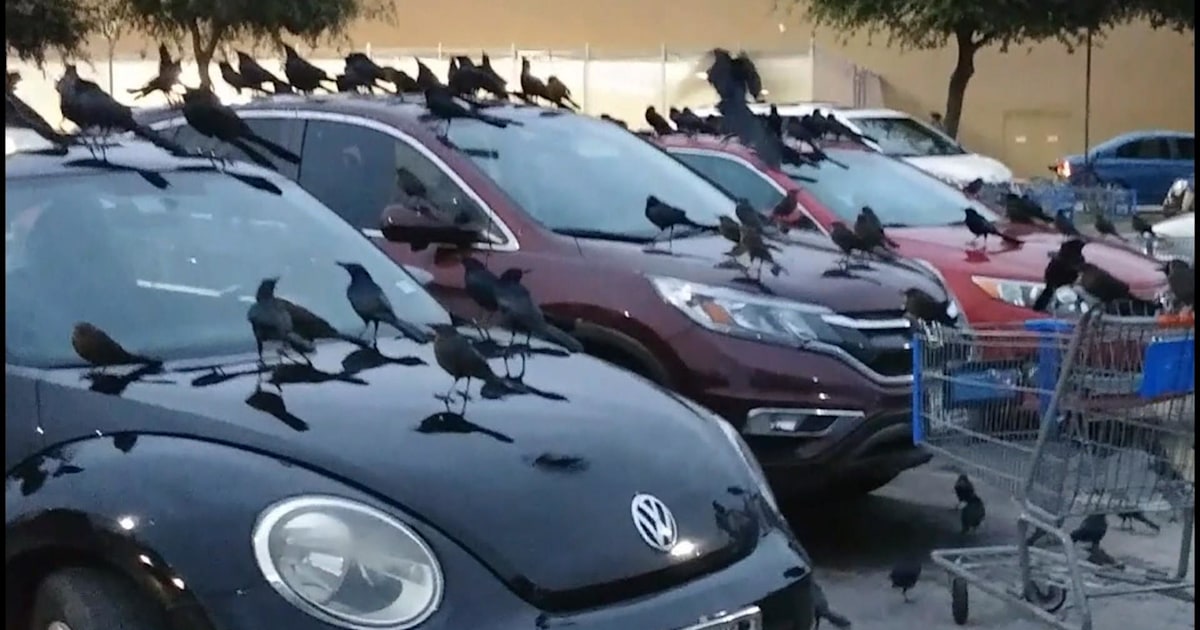 Flock of crows overtakes Walmart parking lot