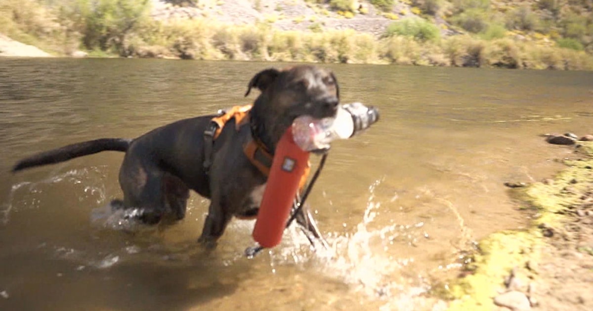 Meet Chipper, the rescue dog who loves to recycle