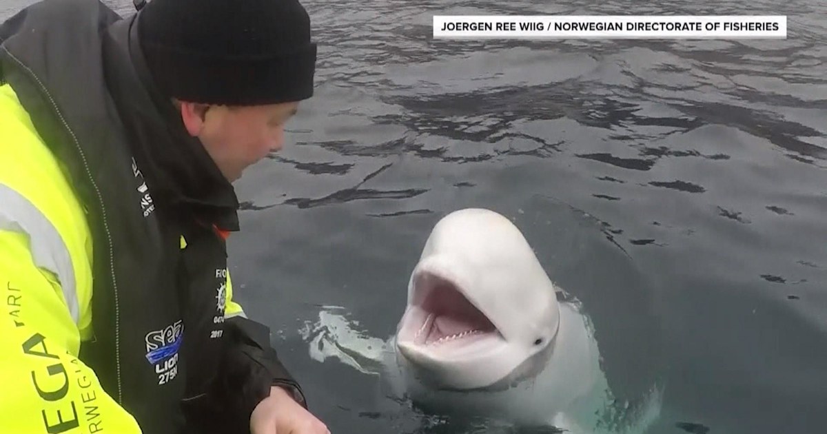 Weaponized whale? Beluga may have been trained by Russians