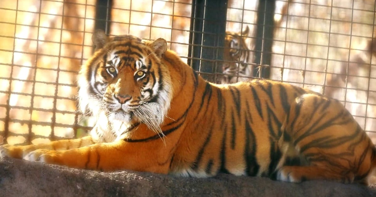 Topeka zoo director says keeper is recovering after tiger attack