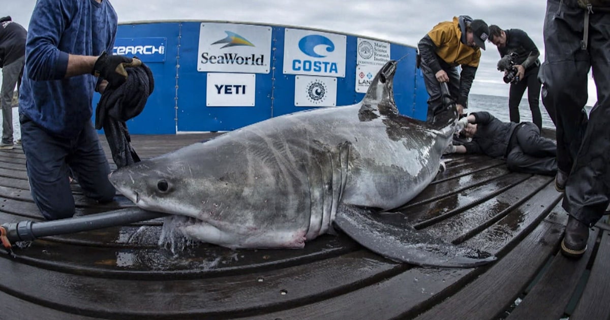 ‘Cluster’ of great white sharks reported off North Carolina coast