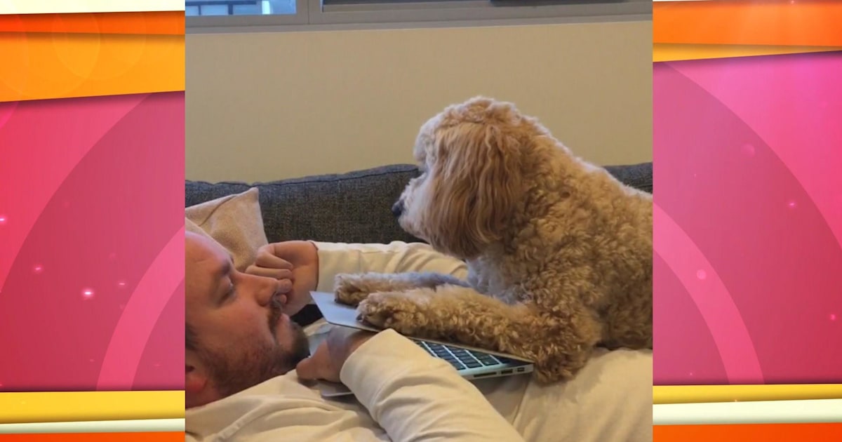 Dog demands attention from owner by shutting laptop