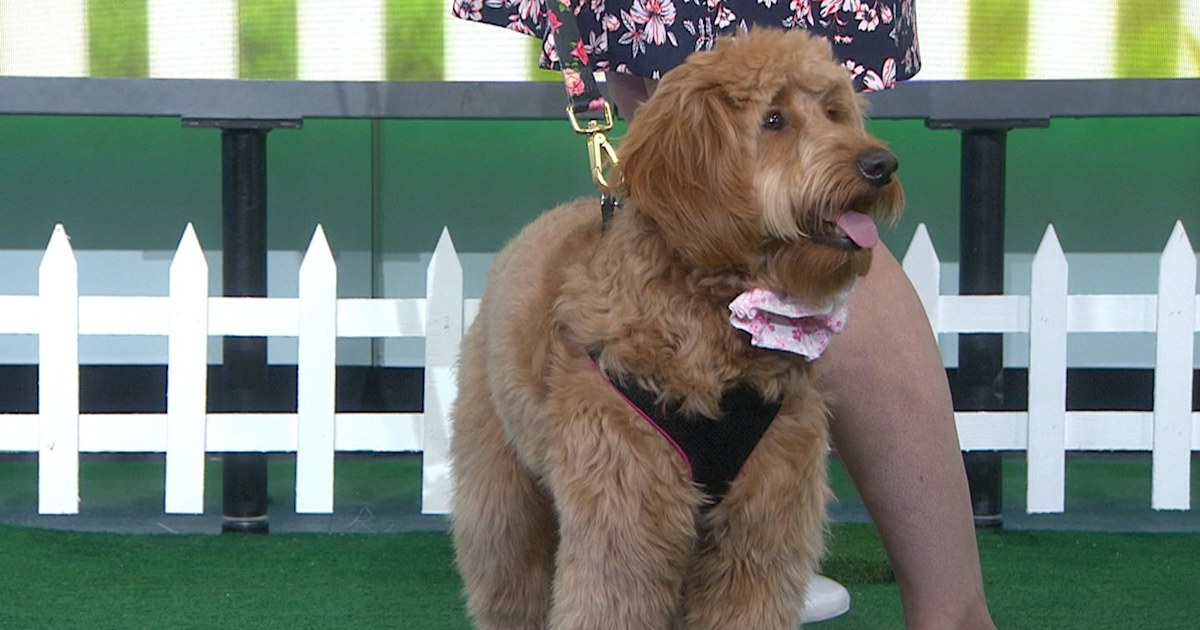 Dog training tips you need to know