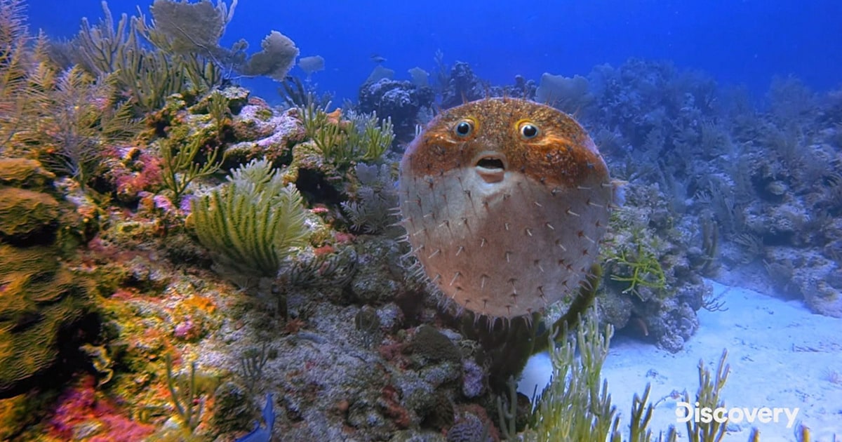 See Discovery Channel’s fun promo for Shark Week