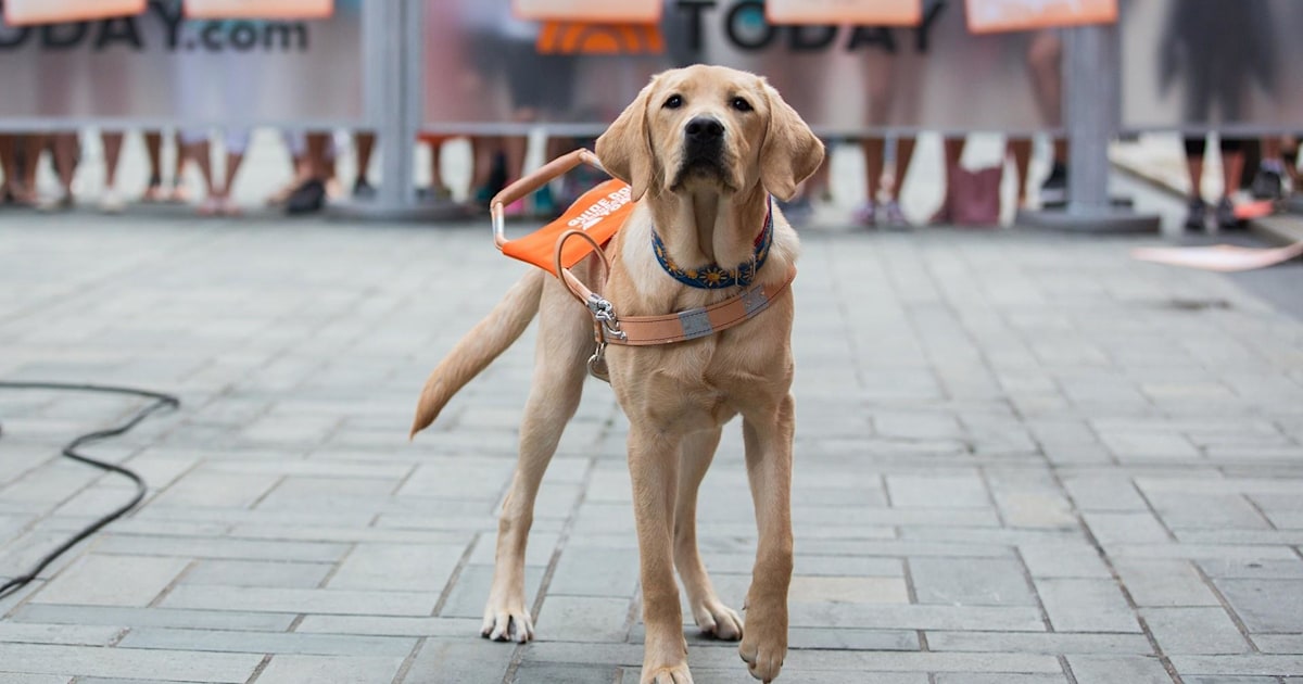 Good luck, Sunny! TODAY’s Puppy with a Purpose starts new chapter