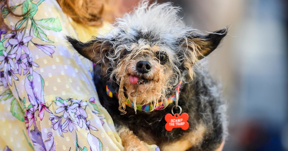 Scamp the Tramp crowned as World’s Ugliest Dog