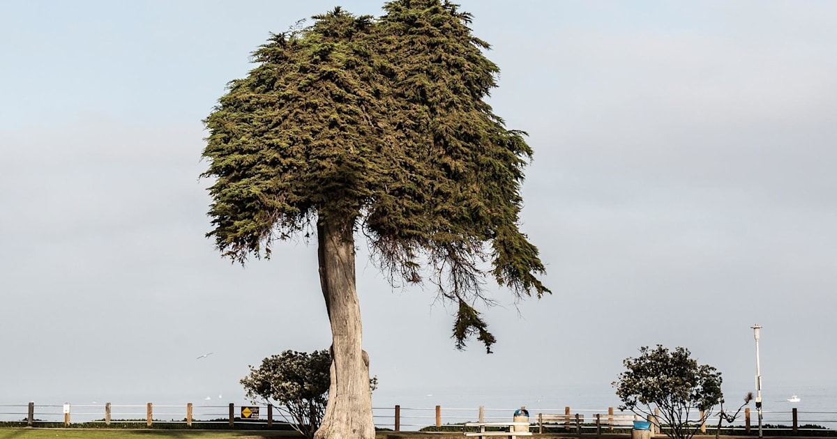 Iconic ‘Lorax’ tree topples over in La Jolla