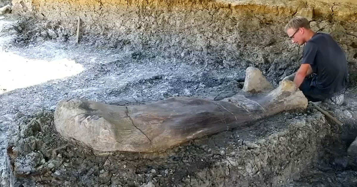 dinosaur bones found recently