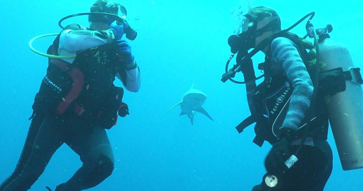 How to have a safe shark diving experience