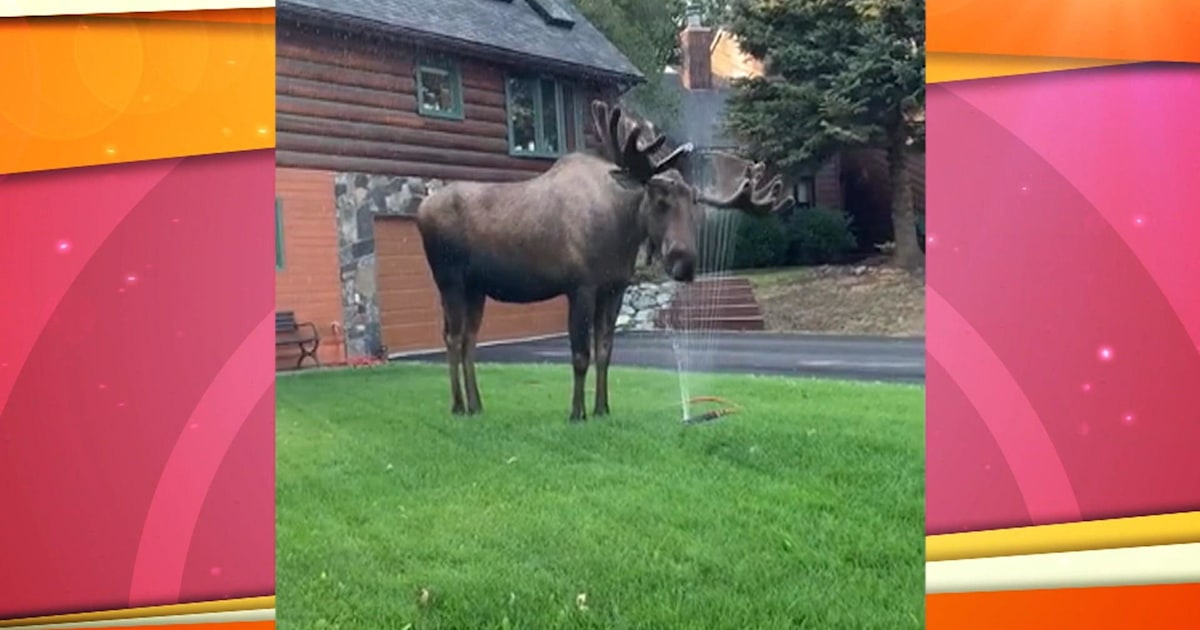 Moose cools off with lawn sprinklers on a hot day
