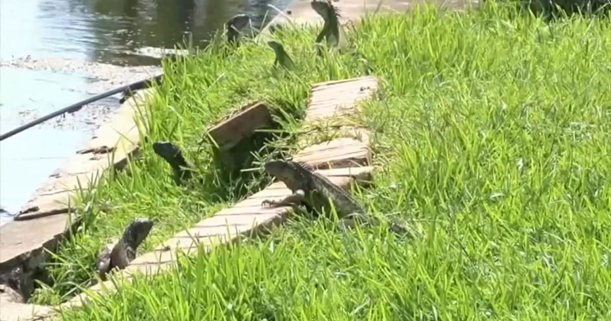 South Florida faced with iguana infestation