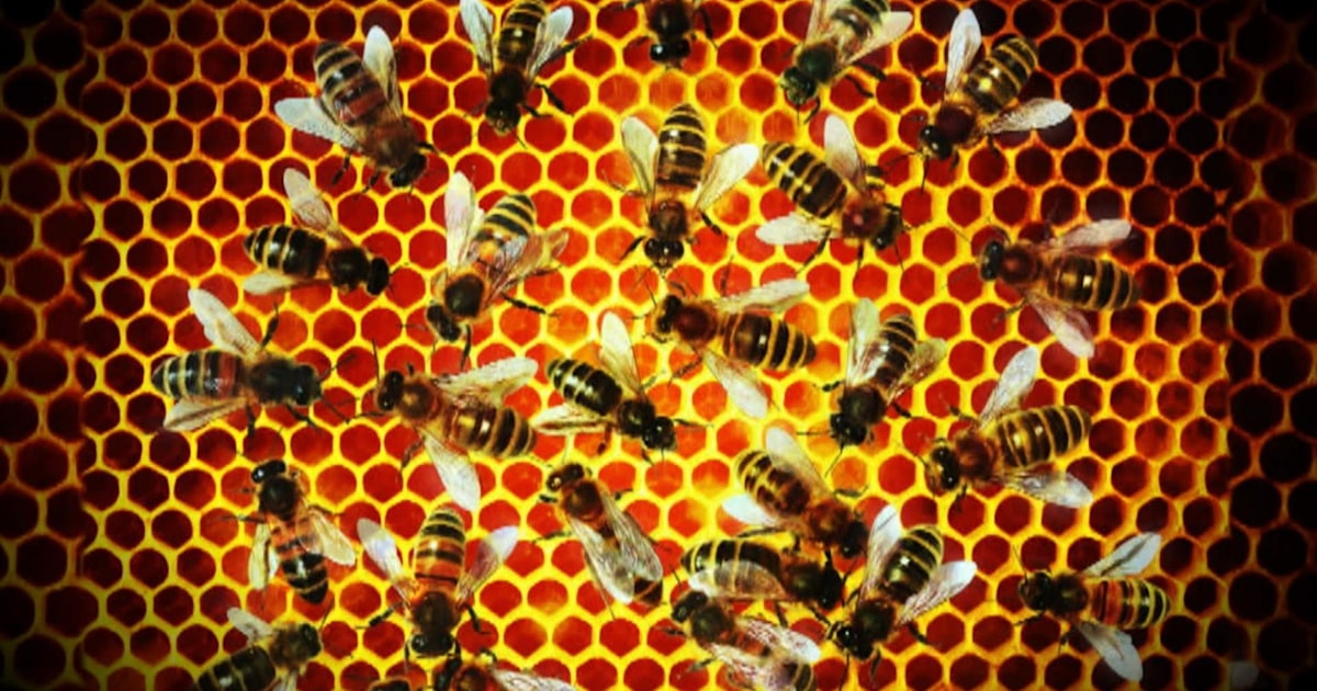 How 1 family’s local bee farm turned into a sweet calling