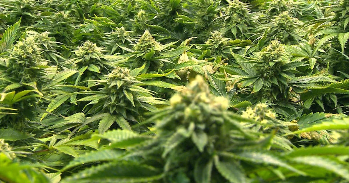 Health officials issue marijuana warning advisory to pregnant women and ... Health officials issue marijuana warning advisory to pregnant women and ...