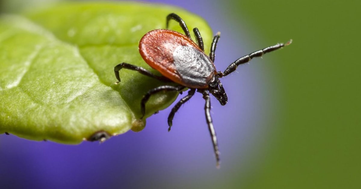 Tick-borne illnesses on the rise: How to spot and treat them