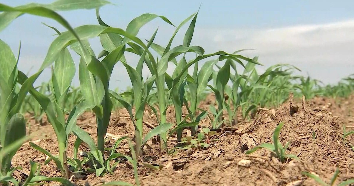 Climate change threatens world’s food supply, alarming UN report says