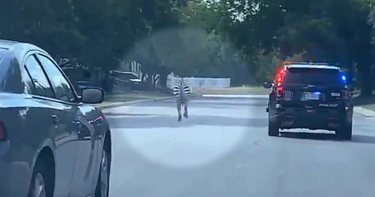 Runaway zebra caught on video galloping down Texas street