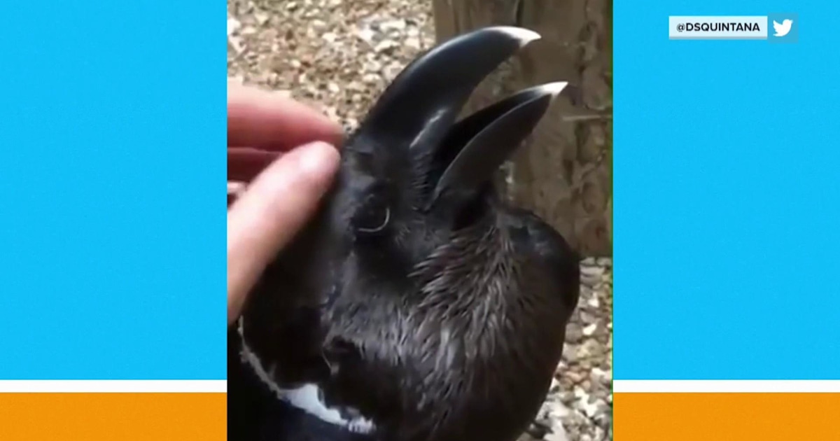 Bird or bunny? Latest optical illusion is freaking out the internet