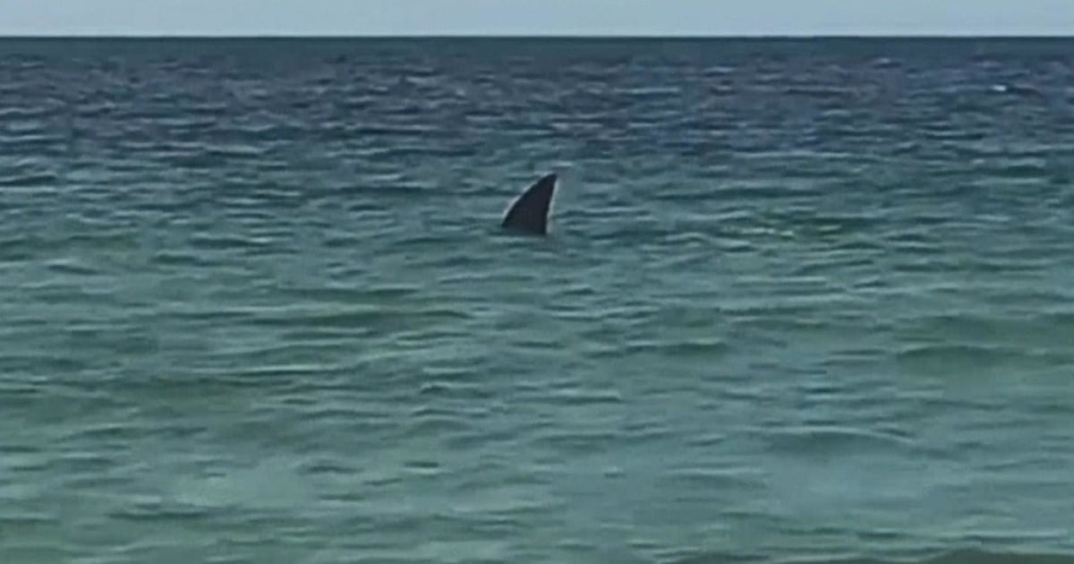 Shark hoax: Fake fin alarms Tampa Bay beachgoers